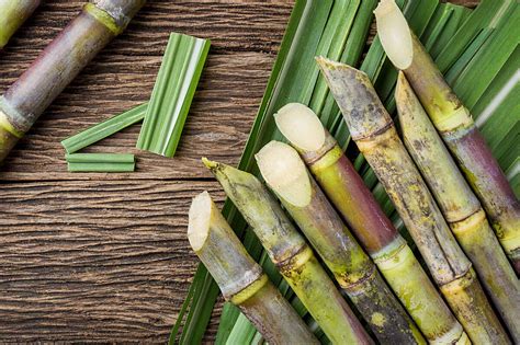 Sugarcane Crop Natural Free Photo On Pixabay