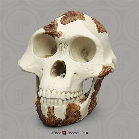 Australopithecus Afarensis Skull Lucy Light Finish Bone Clones Osteological Reproductions