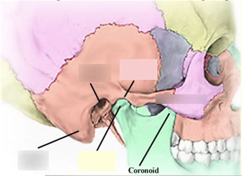 Temporal Bone Diagram Quizlet