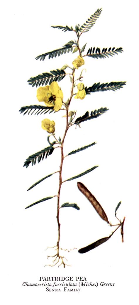 Partridge Pea Free Clipart 1198873 Clipart Library