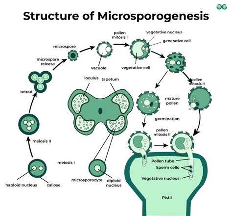 Overview Of Microsporangia Structure Function And Diagram Geeksforgeeks