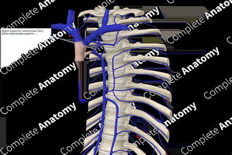 Superior Intercostal Vein