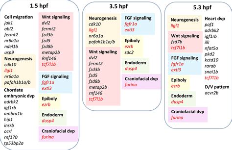 Selected Transcripts Of Developmental Signaling Pathway Genes