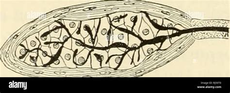 Ruffini Corpuscles Histology