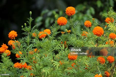 아름 다운 황색 오렌지 색상 프랑스 금 잔 화메리 골드 Patula꽃 정원에서 스리랑카 공장 0명에 대한 스톡 사진 및 기타 이미지 Istock