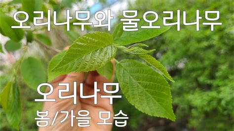 4월 오리나무 새순 모습 오리나무와 물오리나무 잎 비교 오리나무 가을 모습 늦게 싹을 틔우는 느티나무 오리나무와 물오리나무 중간 형태를 띠는 오리나무 자연교배
