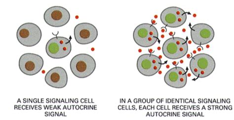 Cell Signaling Flashcards Quizlet