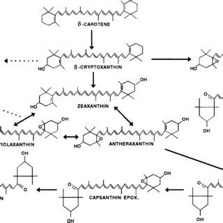 Scheme For Some Steps Of Carotenoid Synthesis Download Scientific