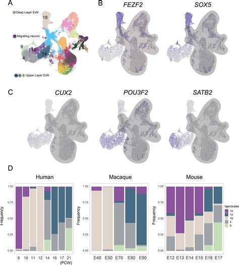 Figures And Data In Temporal Transcriptomic Dynamics In Developing