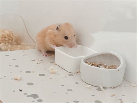 골든햄스터 키우기 먹이 사료 간식 급여방법 네이버 블로그