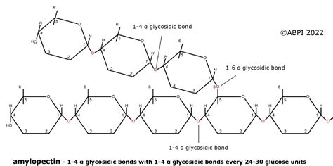 Complex Carbohydrates Molecular Structure
