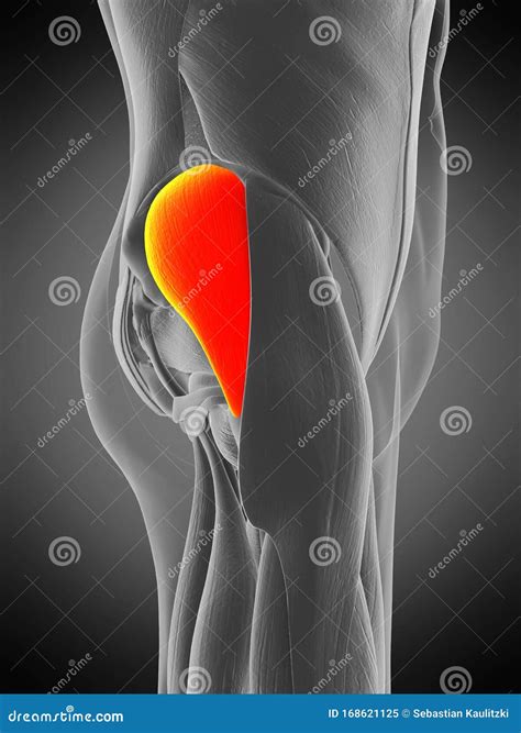 3d Illustration Of The Gluteus Medius Muscles Anatomical Position On