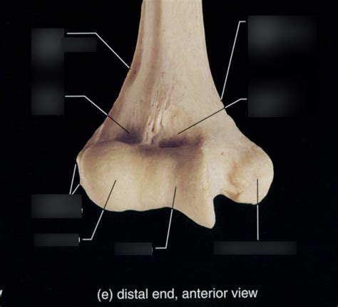 Humerus Distal End Diagram Quizlet