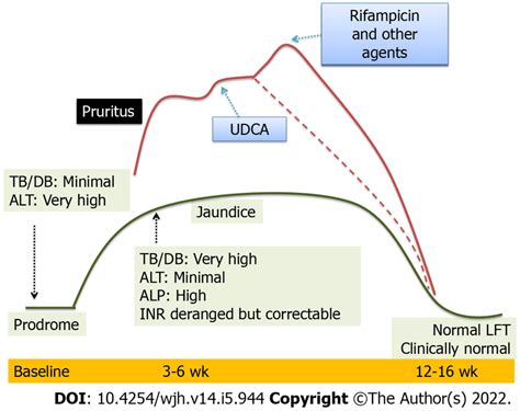 Natural History Of Prolonged Cholestasis In Acute Viral Hepatitis Lft Download Scientific