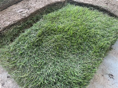 Emerald Zoysia Grass The Original Zoysia Grass For Texas The Grass