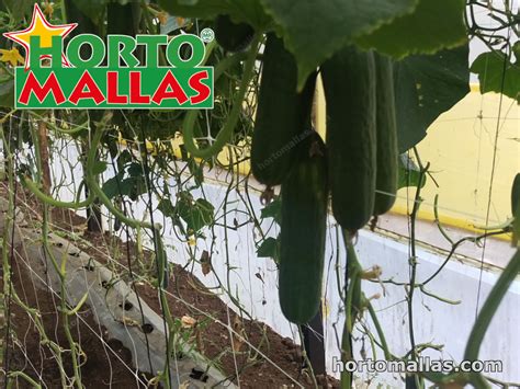 Cucumber Trellis Height How Tall Should It Be Hortomallas™ Cucumber Trellis Height How Tall Should It Be Hortomallas™