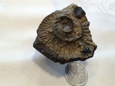 Rocks And Minerals Rock Pyritized Fossil From Nepal