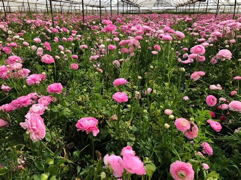 Ranunculus Zone 1 Best Places And Time To Grow Ranunculus In The