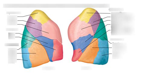 Bronchopulmonary Segements Distribution Of Bronchopulmonary Segements Diagram Quizlet