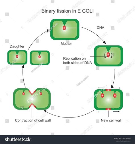 Reproduction Bacteria Vegetative Reproduction Binary Fission Stock Vector Royalty Free