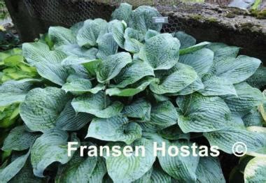 Hosta Blue Hawaii - Fransen Hostas