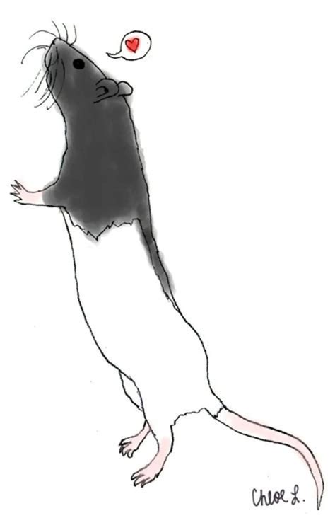 Как нарисовать крысу поэтапно легко