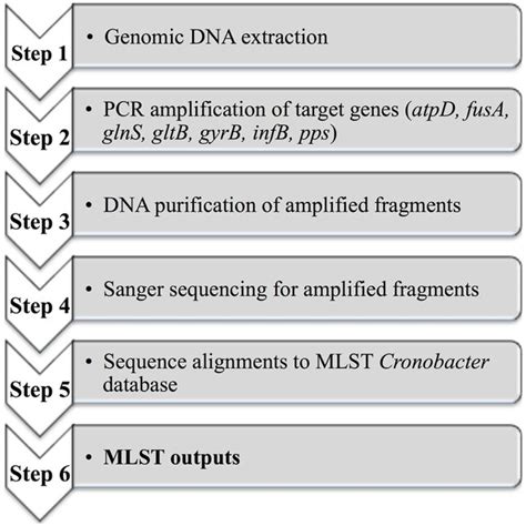 A Diagram Outlining The Mlst Scheme From Genomic Dna To The Mlst