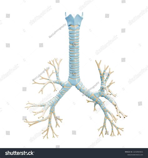 Accurate Bronchial Tree Trachea Thyroid Cartilage Stock Illustration