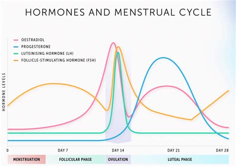 Hormone Graph 1024x718 Hosted At Imgbb — Imgbb