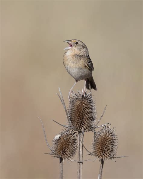 Zenfolio Feather Light Photography Grasshopper Sparrow