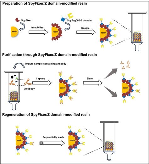 Lifesciences Reproducibility Biochemistry Bio Protocol