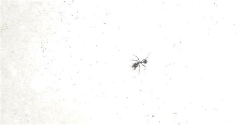 Quasimodo Album On Imgur