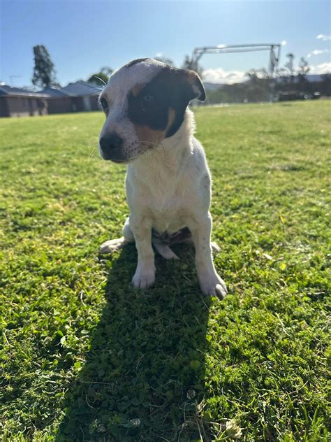 Mini Foxie Puppy Dogs And Puppies Gumtree Australia Penrith Area