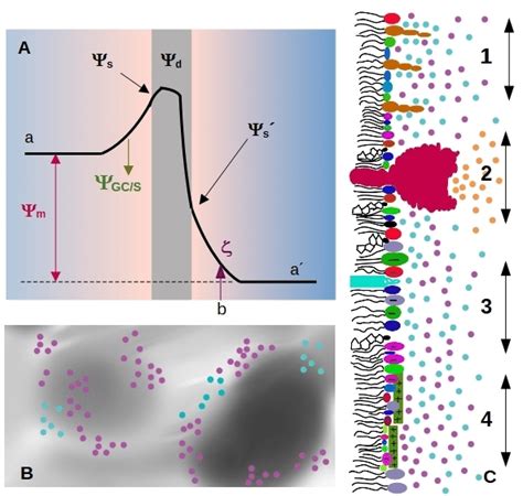 Scheme Illustrating Membrane Electrostatics A Electrostatic Download Scientific Diagram
