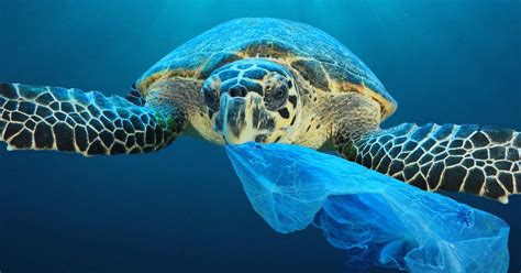 How Does Plastic Harm The Environment Encounter Edu