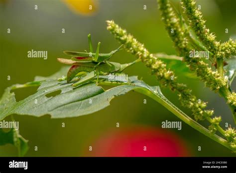 Two Grasshoppers Mating On A Leaf Of A Flowering Spinach Plant Blurred Green Foliage Background