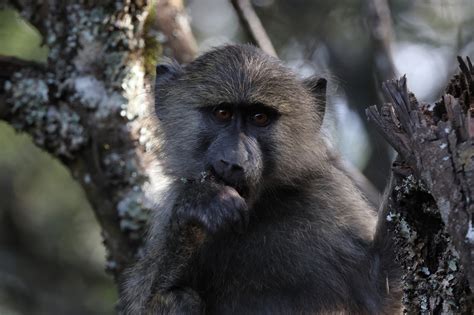 Blue Monkey© Gregory Hachigian Cheesemans Ecology Safaris