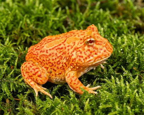 Cranwelli Schmuckhornfrosch Coral Blaze Ceratophrys Cranwelli
