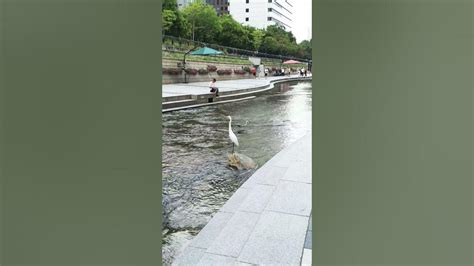 백로와 왜가리 Youtube