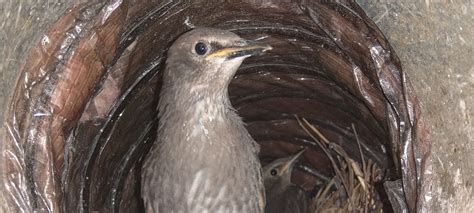 Do Birds Build Nests In The Autumn Skedaddle Hillard