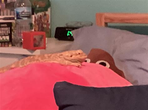 My Lizard Died Today Rbeardeddragons