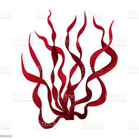 레드 해 초 바다에서 다시 마 수채화 손으로 그려진된 요소 흰색 배경에 고립 수채화 붉은 해 초 일러스트 디자인입니다 클리핑 경로와 홍조 식물에 대한 스톡 벡터 아트 및