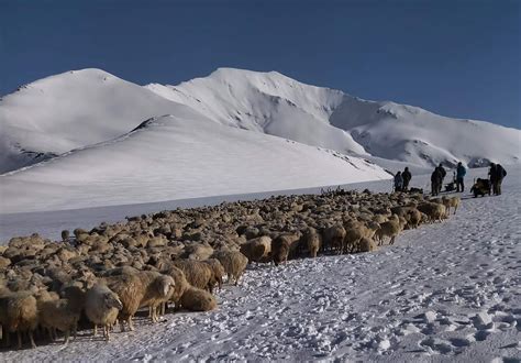 თუშეთის მთებში სტიქიამ მეცხვარეები დააზარალა გზაზე ზვავი ჩამოწვა Knews Ge