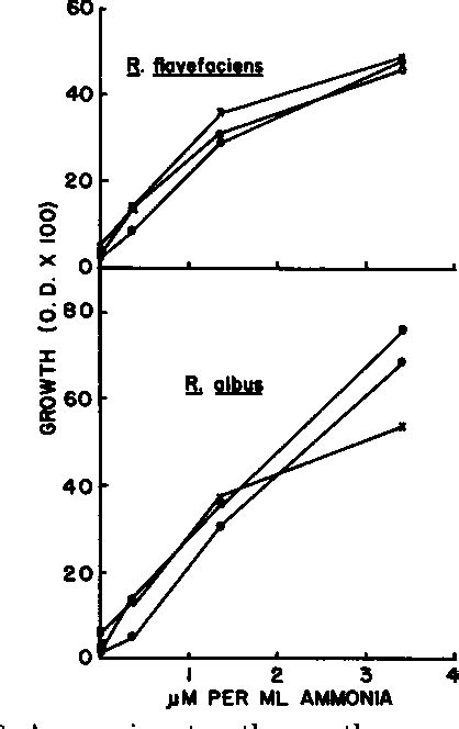 Ruminococcus Semantic Scholar