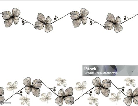 스케치 스타일의 섬세한 파스텔 베이지 색 수국 꽃잎 흰색 배경에 고립 된 카피 스페이스와의 테두리의 수채화 그림 작은 장식 수평 우아한 줄무늬 가리기에 대한 스톡 벡터 아트