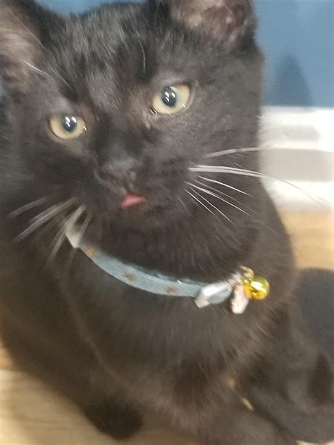 And The Cat Was An Asshole The End R Catsareassholes