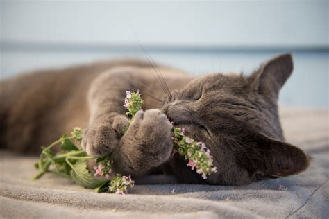 What Does Catnip Do To Cats If Pets Could Talk