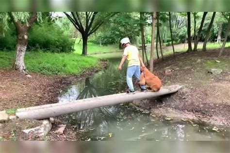 一过完独木桥，金毛就放开了紧紧抱住主人腿的手，狗版的过河拆桥
