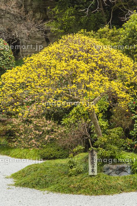 日本 神奈川県の鎌倉報国寺の日本庭園の山茱萸の木の写真素材 183767637 イメージマート