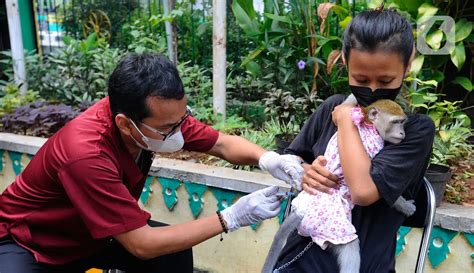 Vaksin Rabies Gratis Untuk Hewan Peliharaan Di Jakarta Foto
